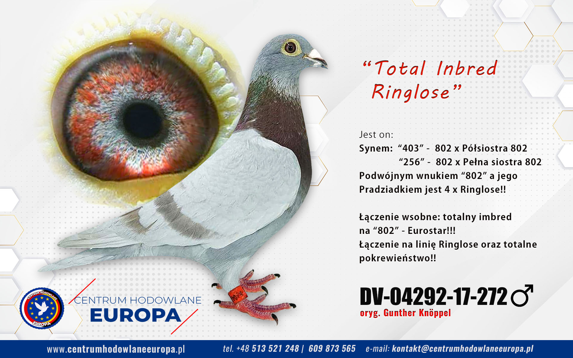 100% Gunter Knoppel - linia Eurostar 802 - Gunter Prange - Centrum ...