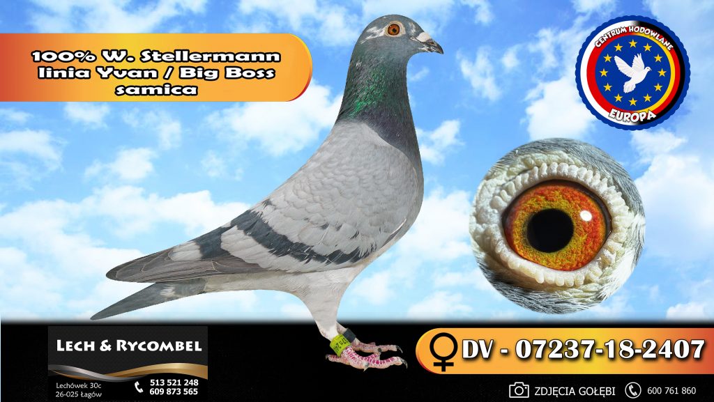 100% Werner Stellermann - linia Yvan / Big Boss - Centrum Hodowlane Europa