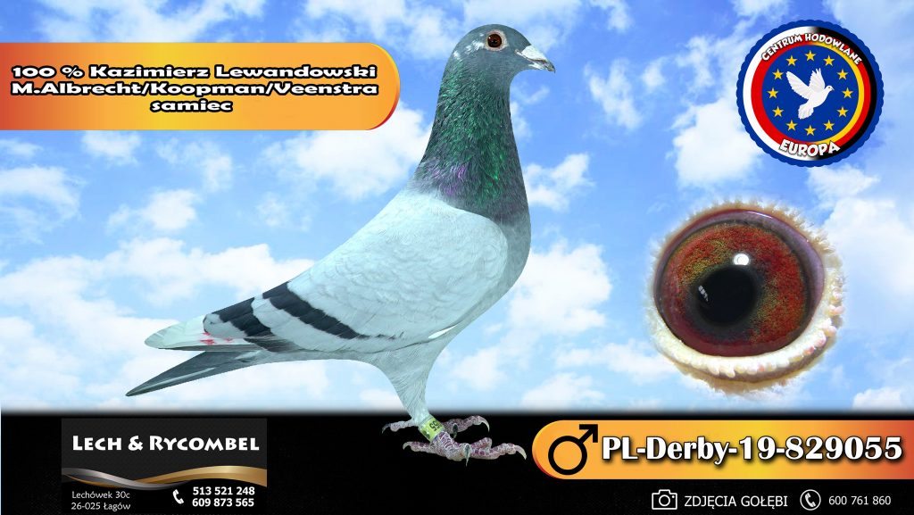 100% Kazimierz Lewandowski - Marcel Albrecht / Koopman / Veenstra ...