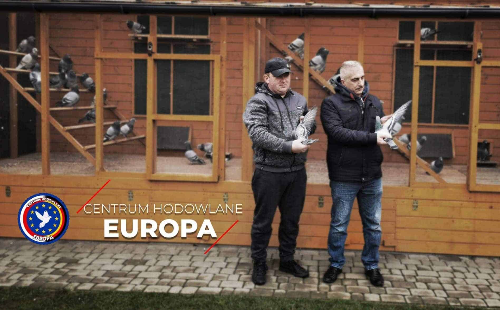 Gołębie rozpłodowe - Centrum Hodowlane Europa