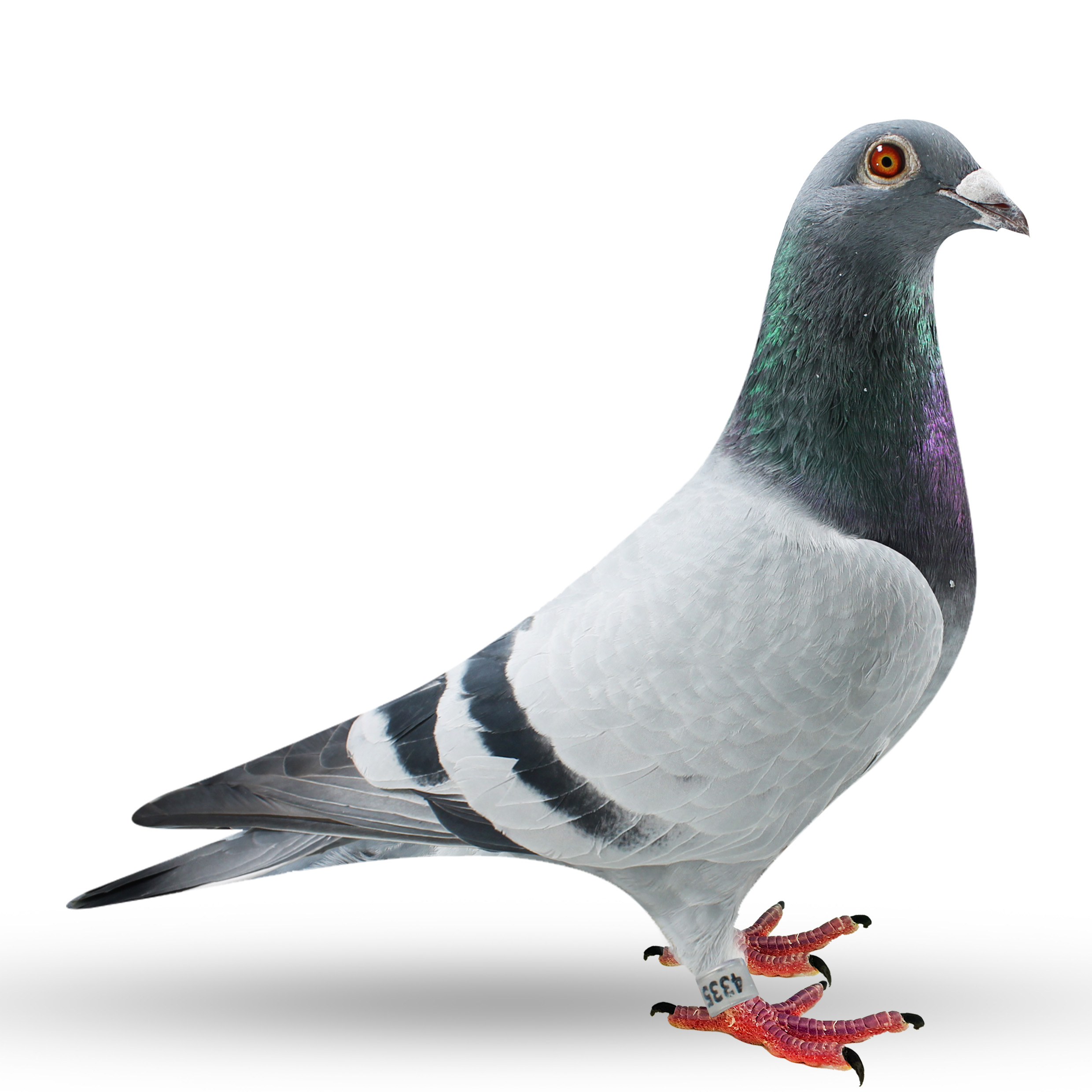 PL-0455-25-4335 - Centrum Hodowlane Europa