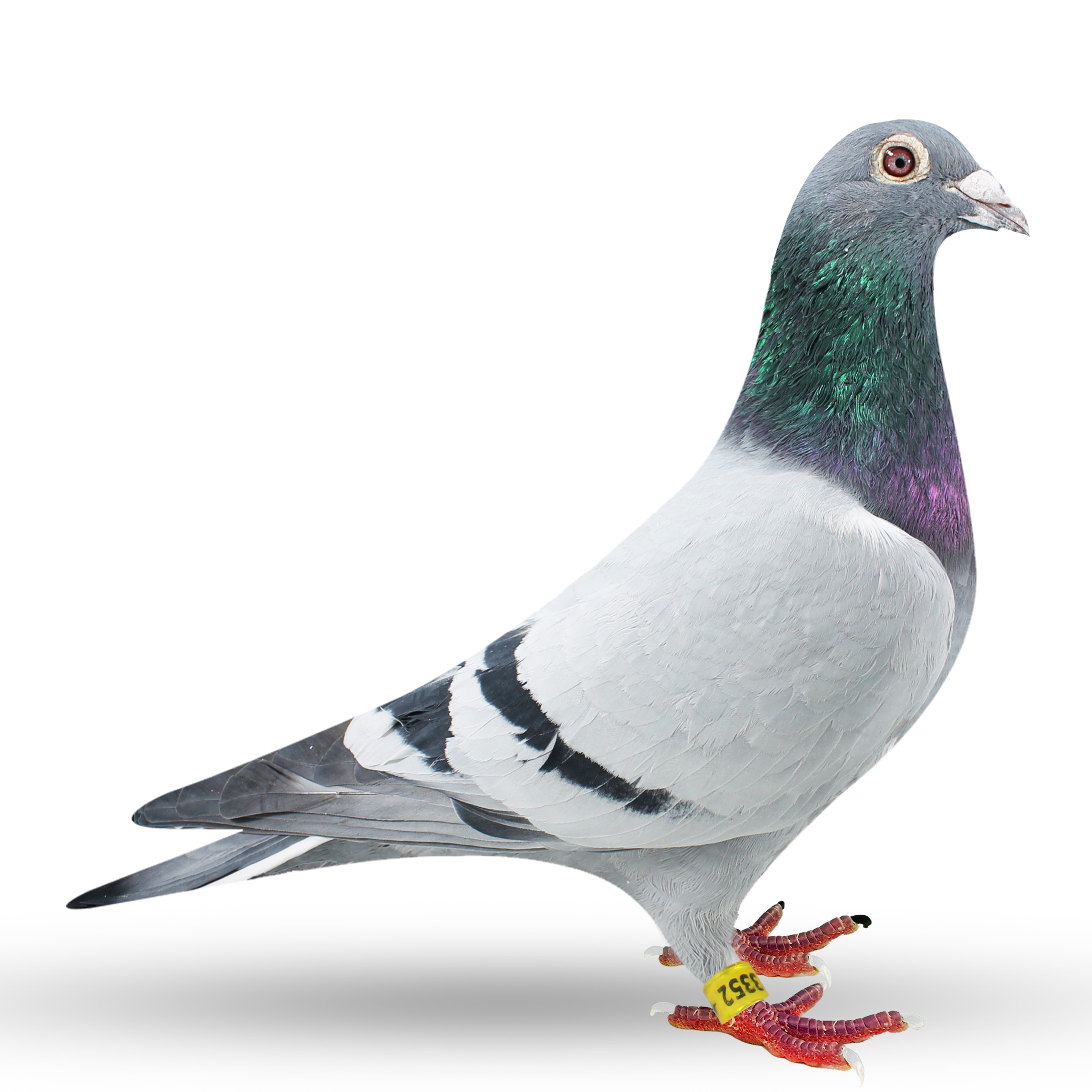 PL-0455-24-3352 - Centrum Hodowlane Europa