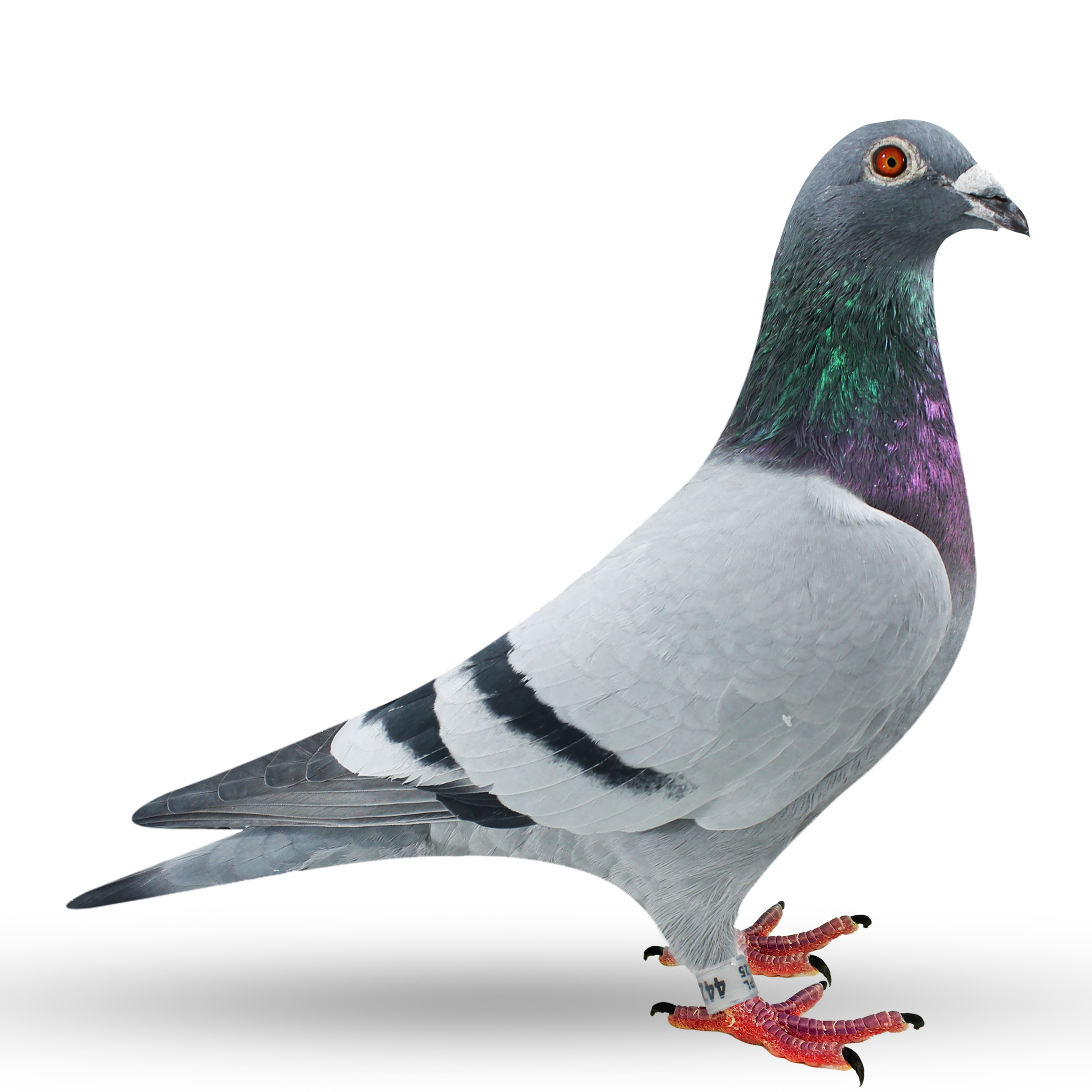 PL-0455-25-4424 - Centrum Hodowlane Europa