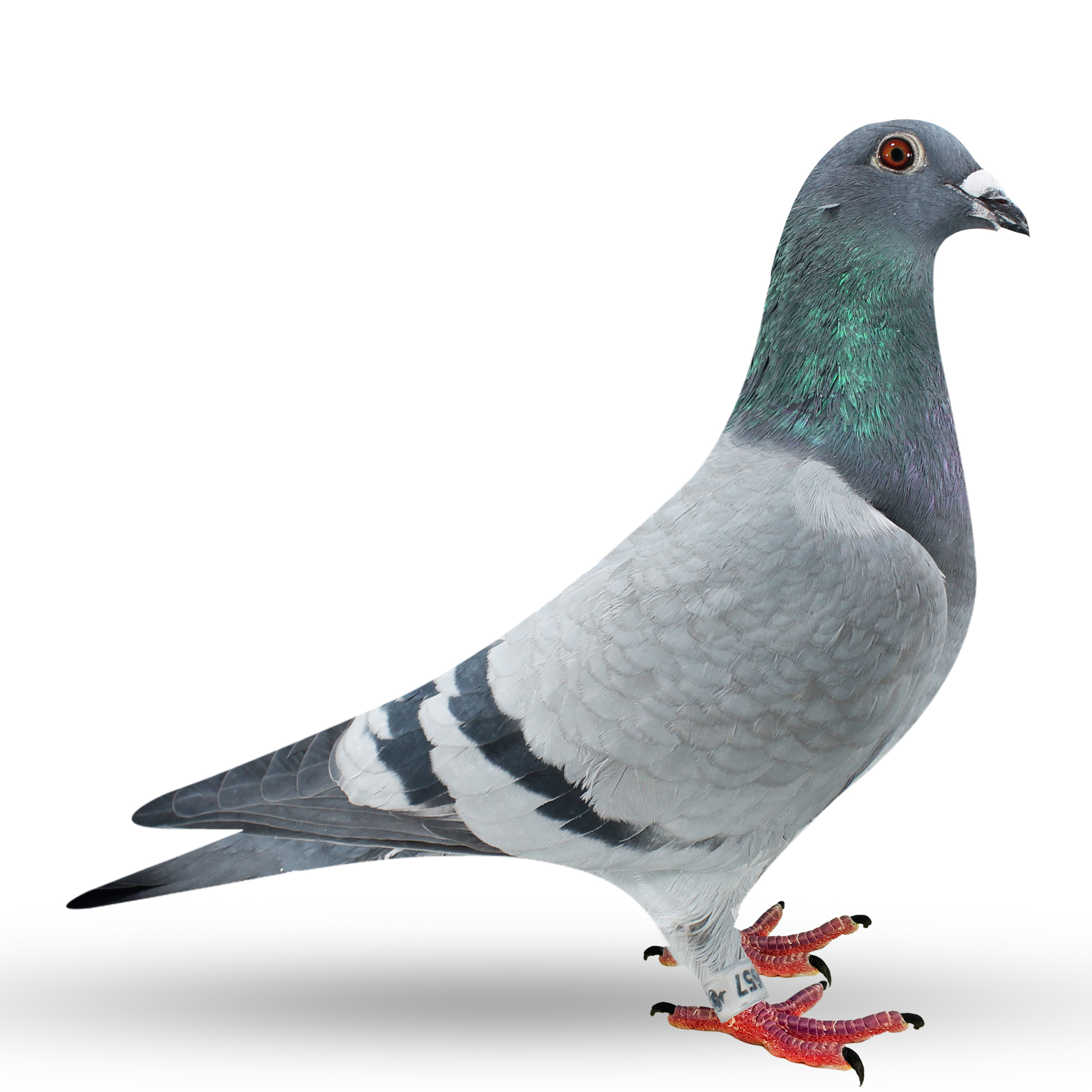 PL-0455-25-4657 - Centrum Hodowlane Europa