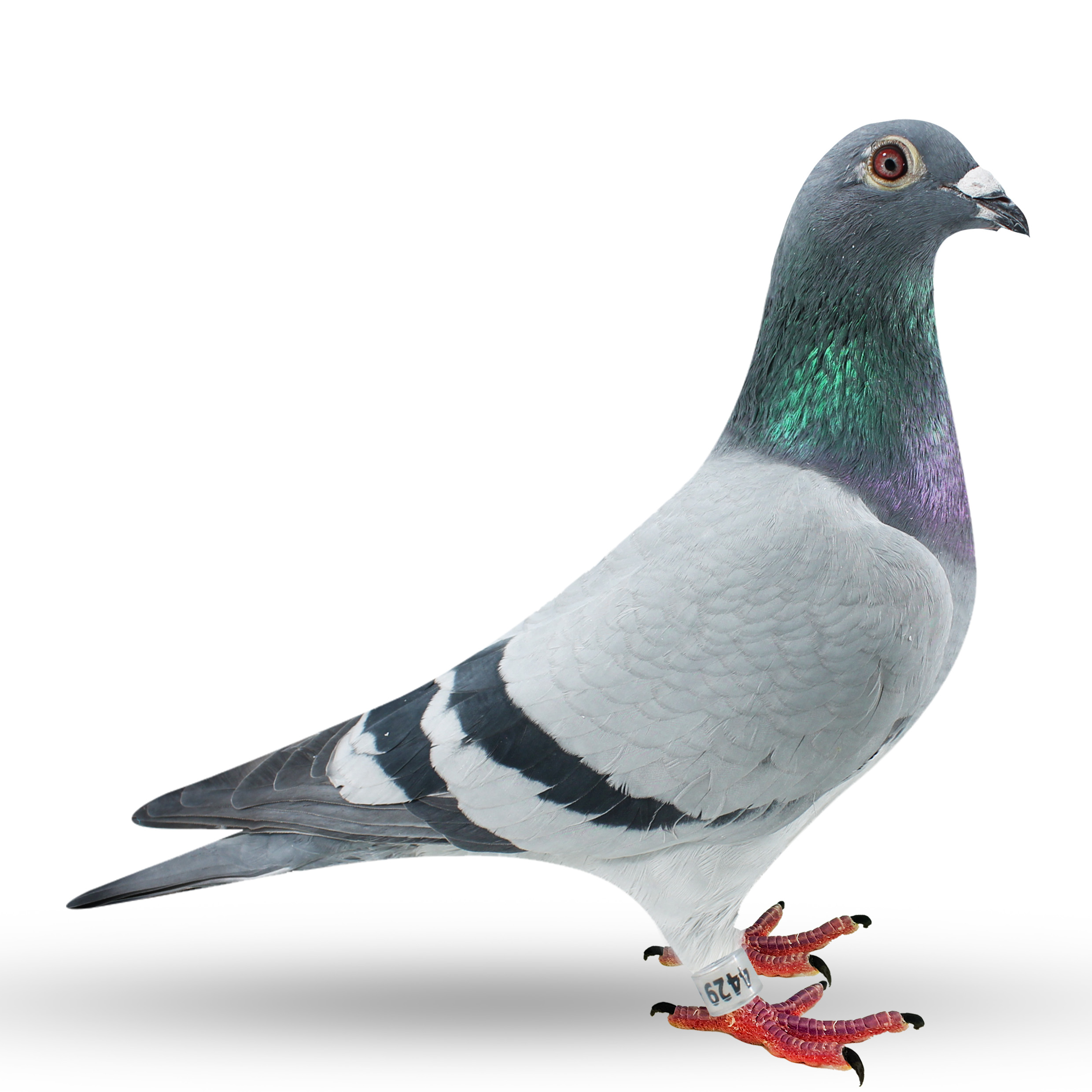 PL-0455-25-4429 - Centrum Hodowlane Europa