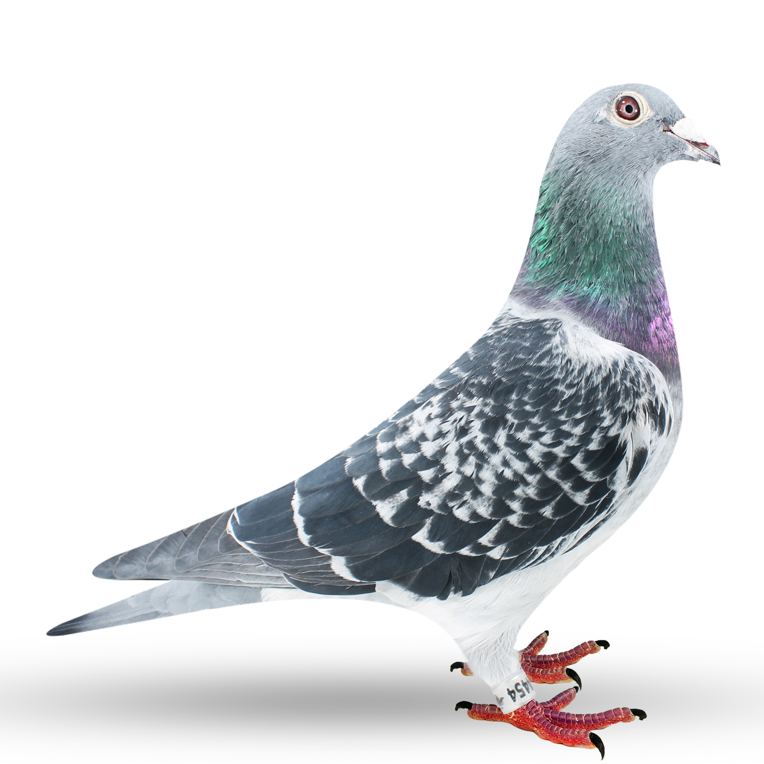 PL-0455-25-4454 - Centrum Hodowlane Europa